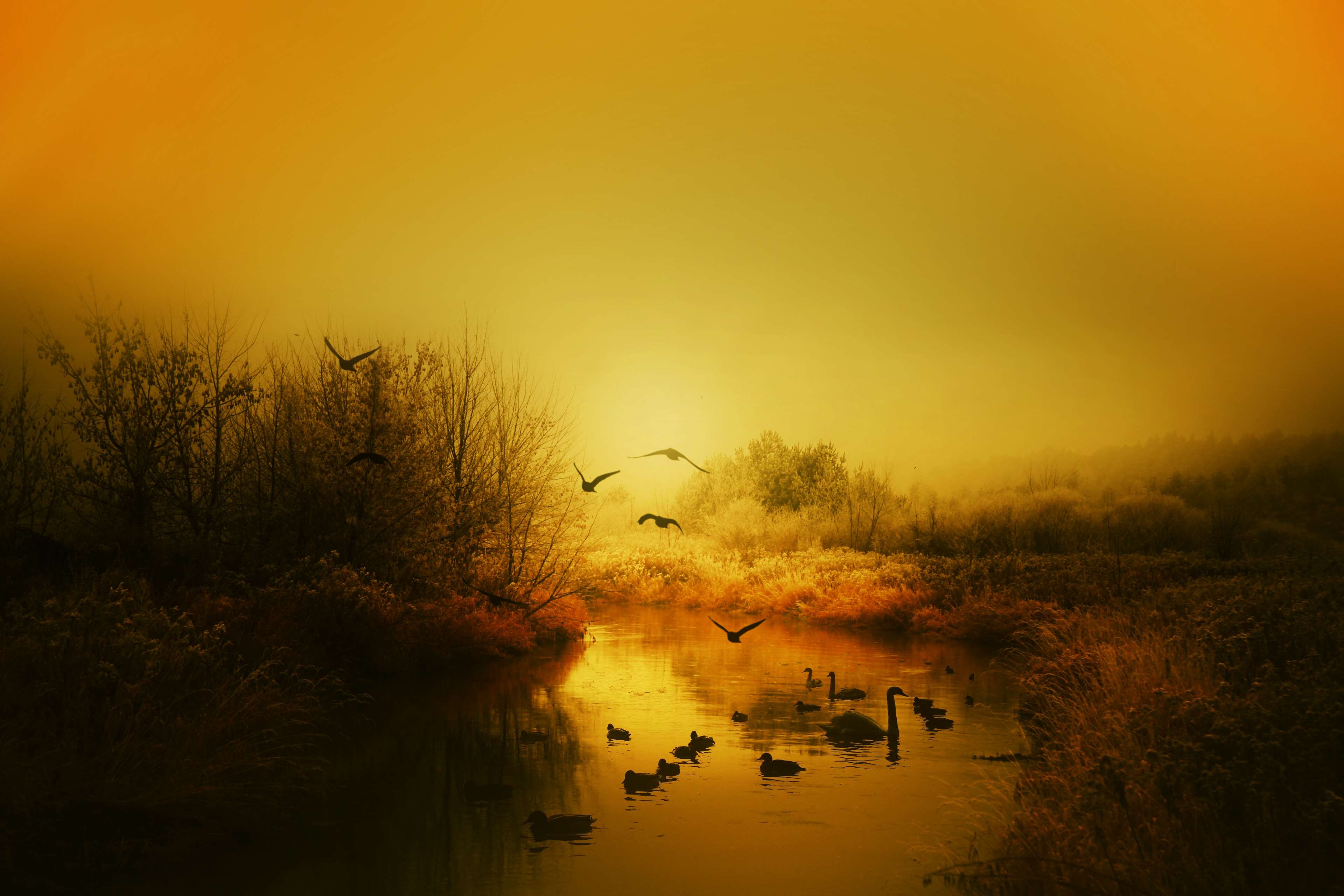Autumn Beautiful Bird Wallpapers - Top Free Autumn Beautiful Bird ...