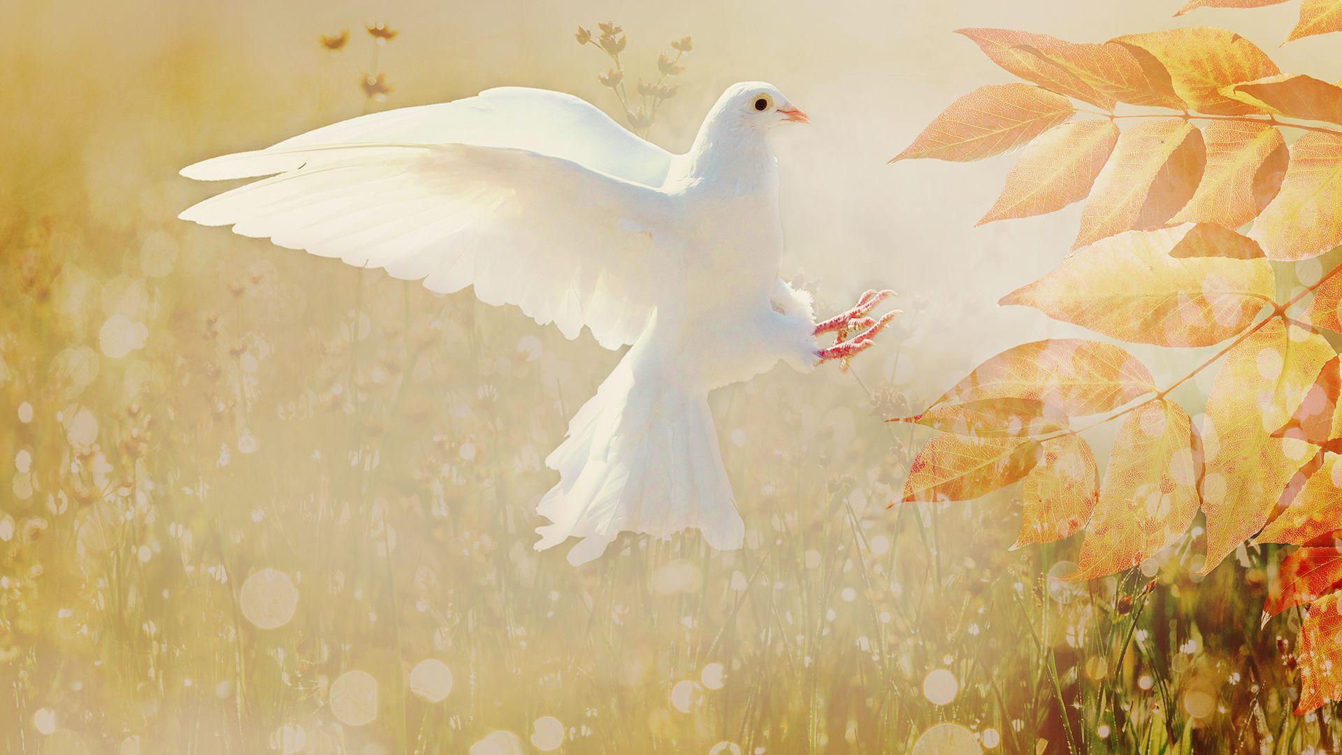 Autumn Beautiful Bird Wallpapers - Top Free Autumn Beautiful Bird ...