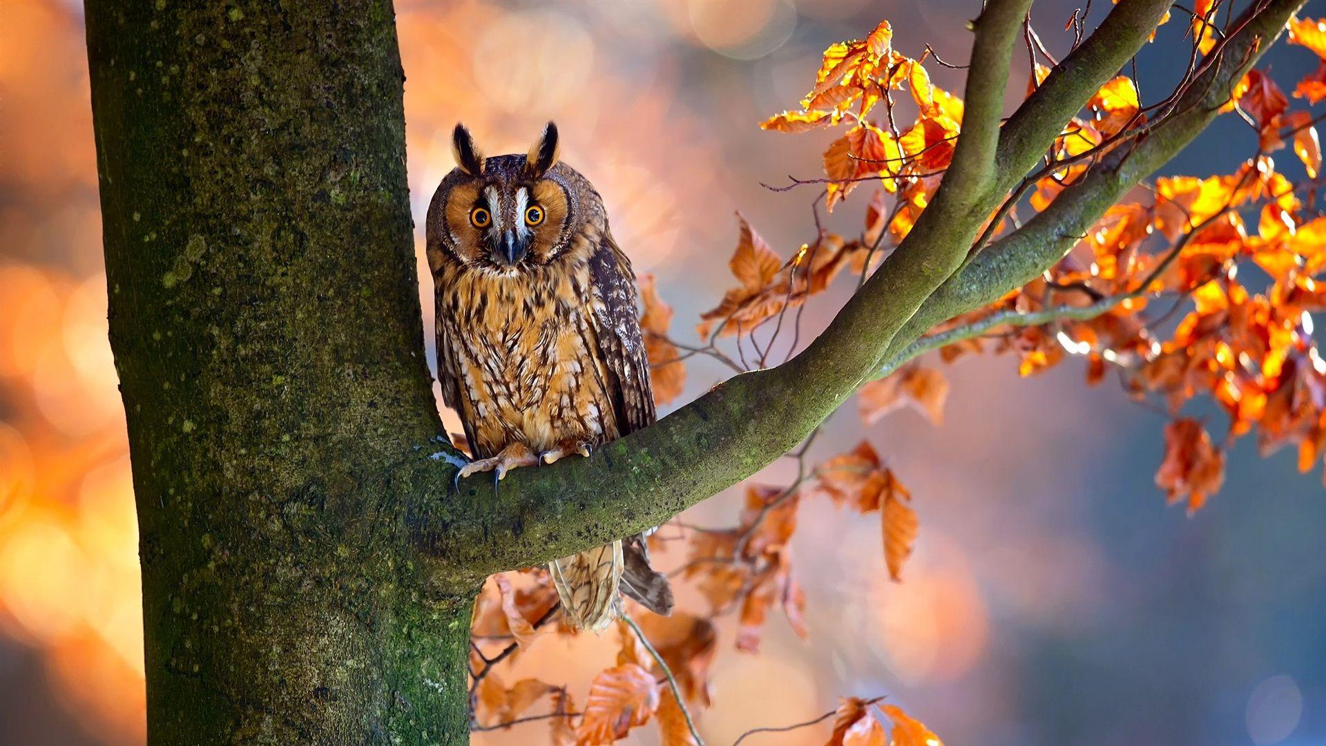 Autumn Beautiful Bird Wallpapers - Top Free Autumn Beautiful Bird ...