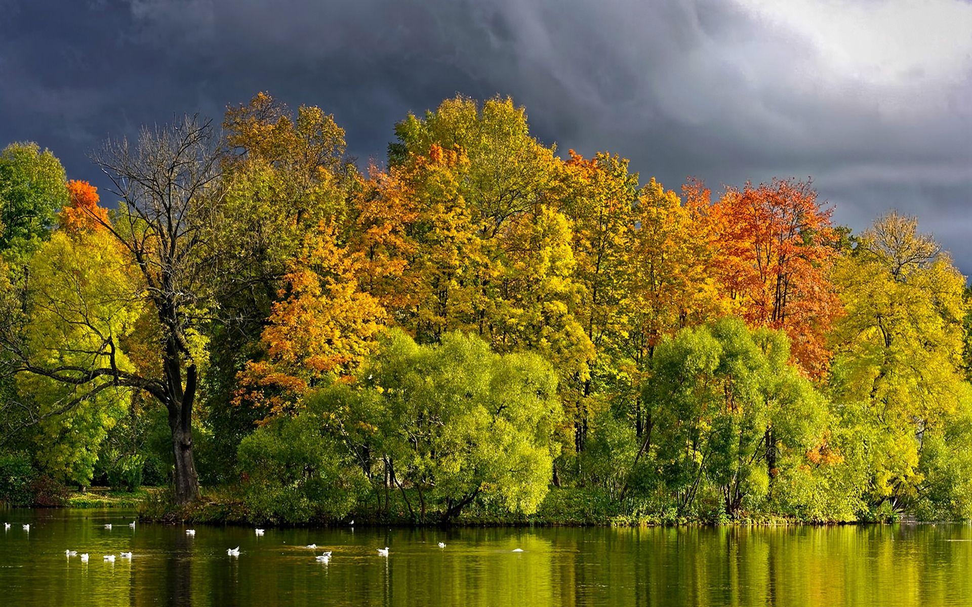 Autumn Beautiful Bird Wallpapers - Top Free Autumn Beautiful Bird ...