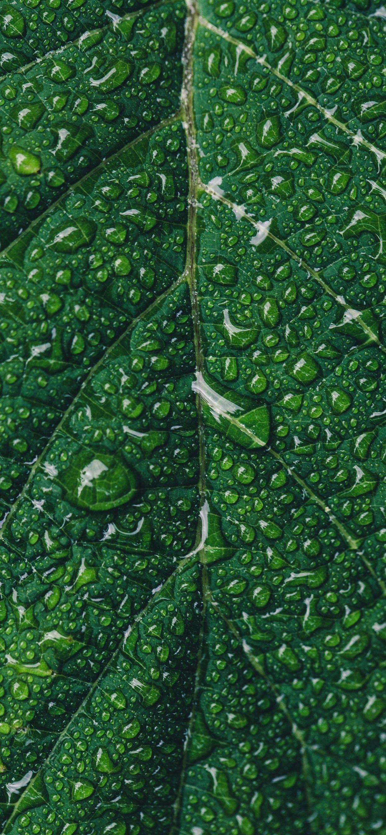 Leaf Texture Wallpapers - Top Free Leaf Texture Backgrounds ...