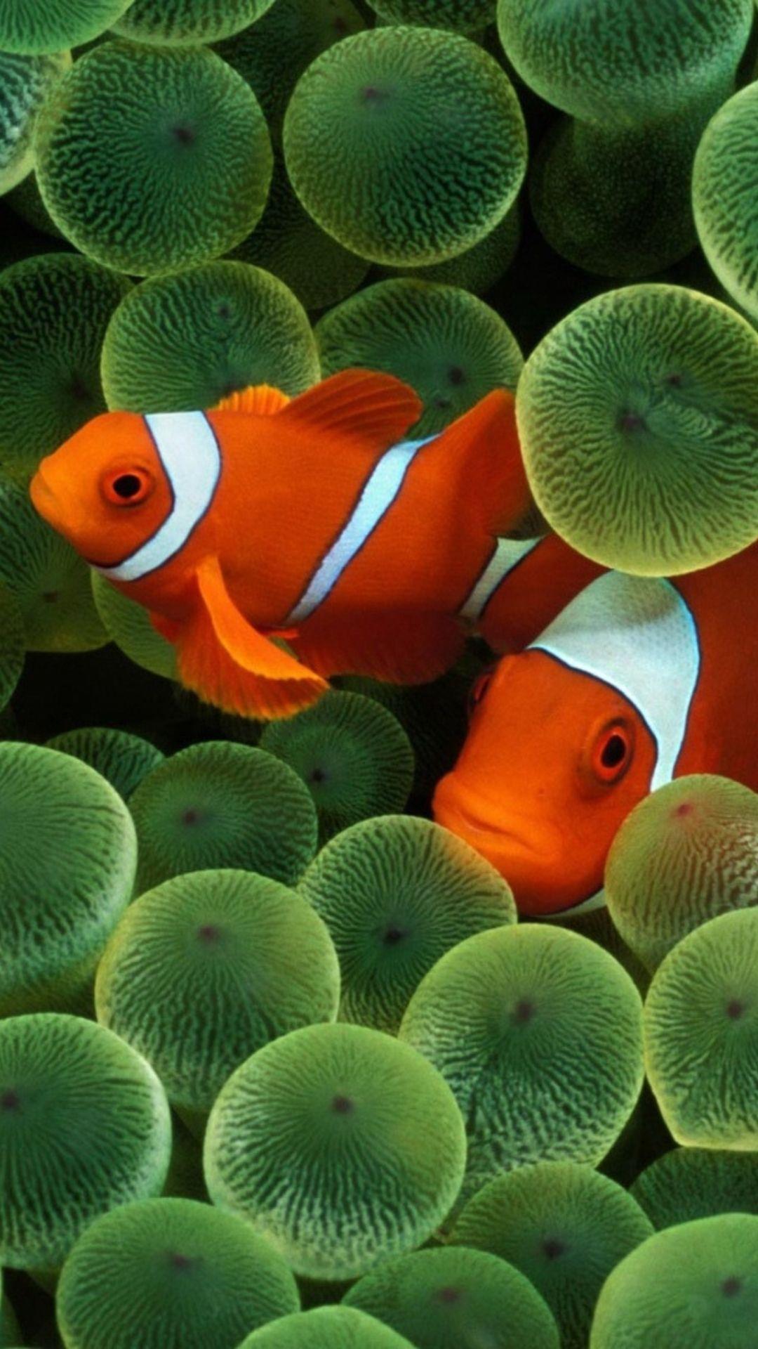 Clown Fish iPhone Wallpapers - Top Free Clown Fish iPhone Backgrounds ...