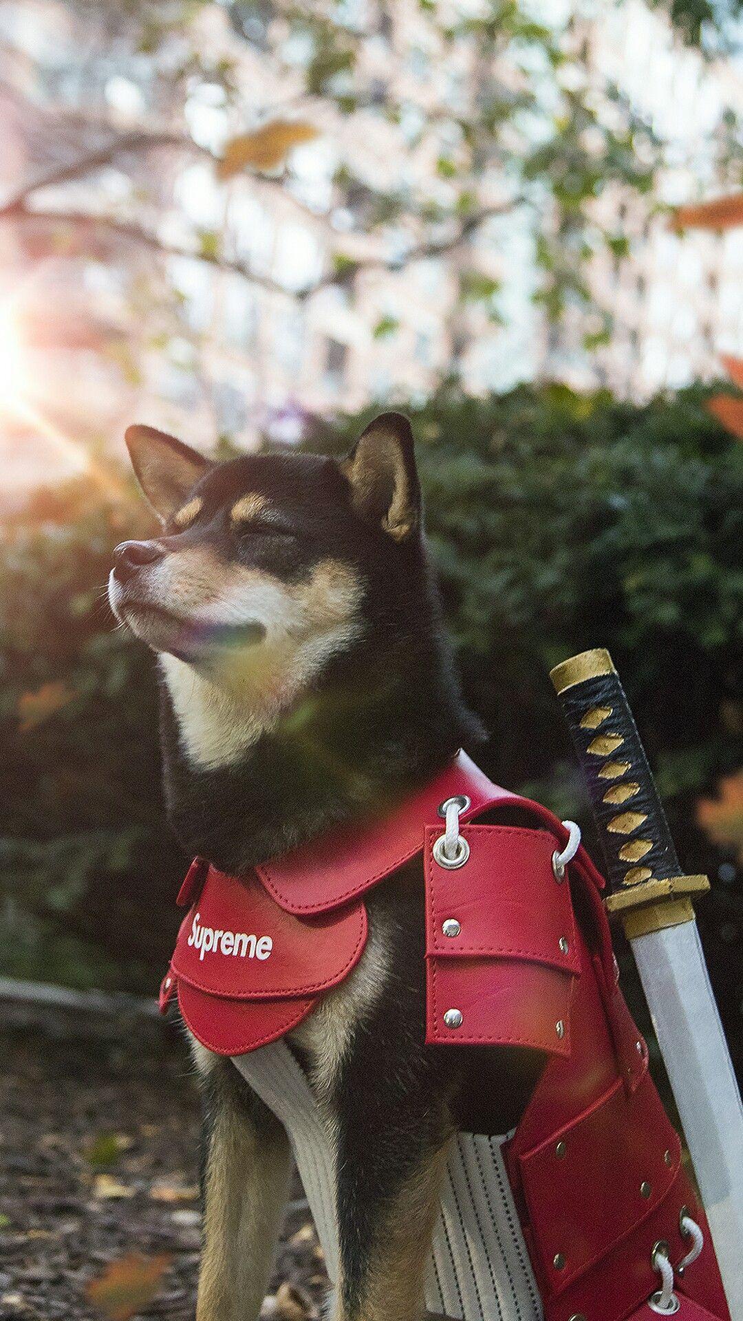 Samurai Doge Wallpapers - Top Free Samurai Doge Backgrounds ...