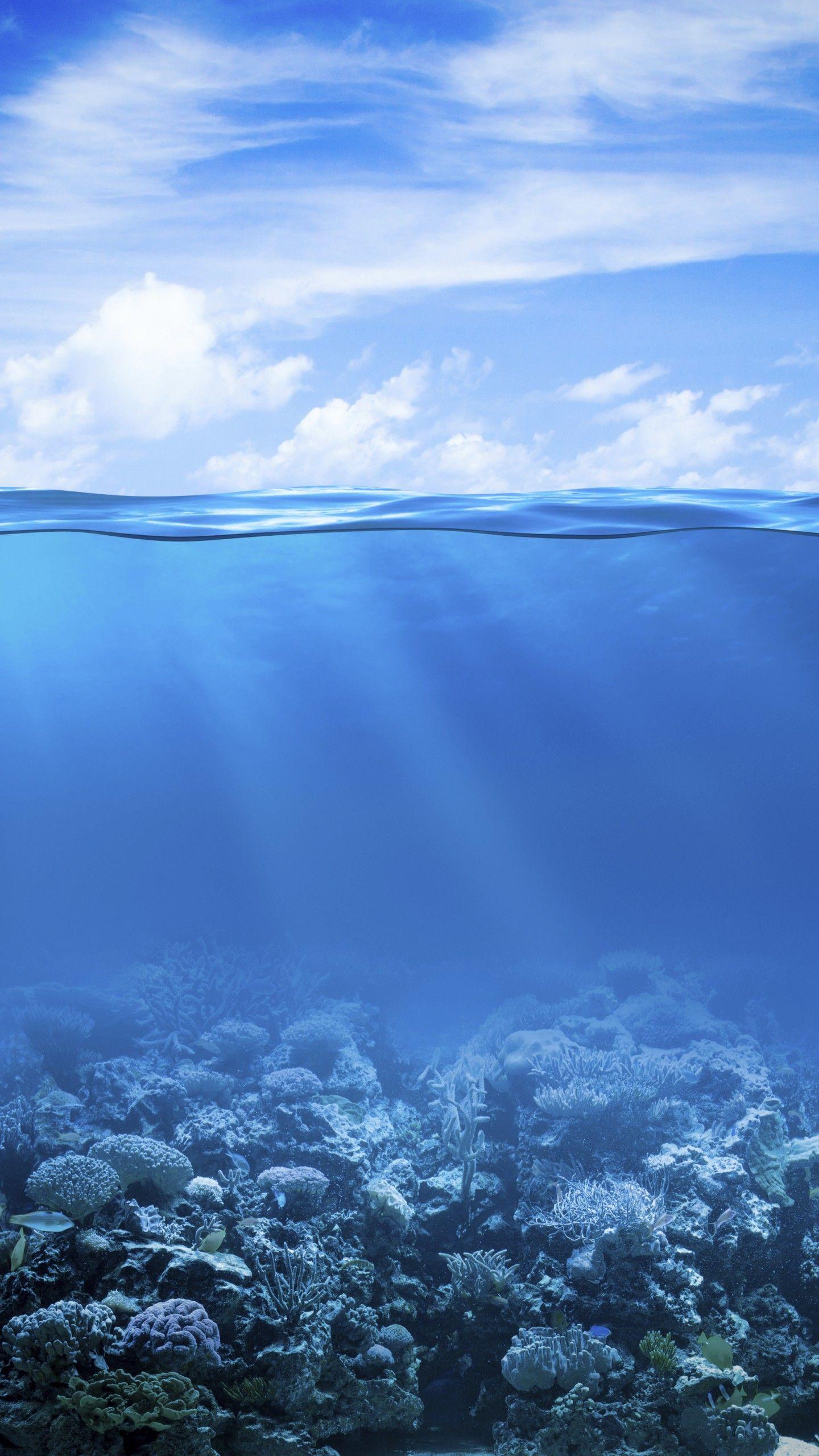 Coral Reef Phone Wallpapers - Top Free Coral Reef Phone Backgrounds ...