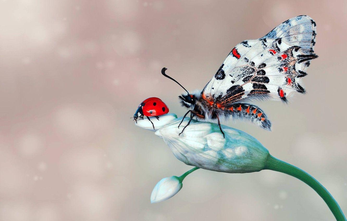 Ladybug and Butterfly Wallpapers - Top Free Ladybug and Butterfly ...