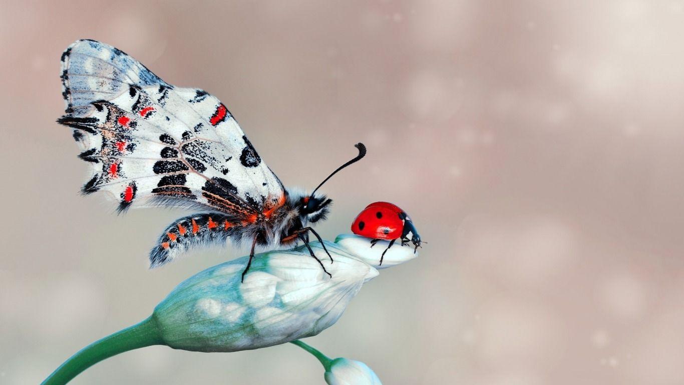 Ladybug and Butterfly Wallpapers - Top Free Ladybug and Butterfly ...