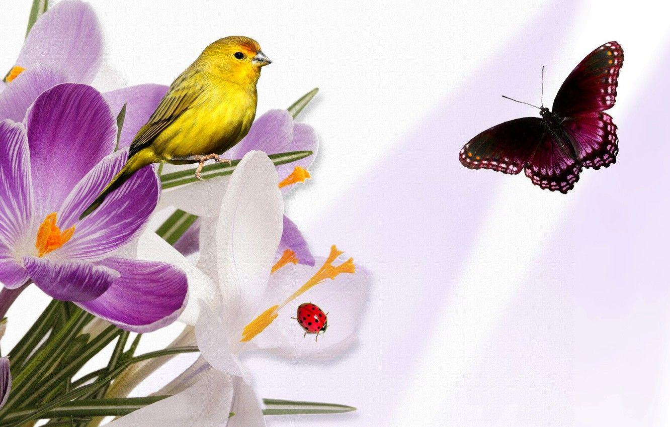 Ladybug and Butterfly Wallpapers - Top Free Ladybug and Butterfly ...