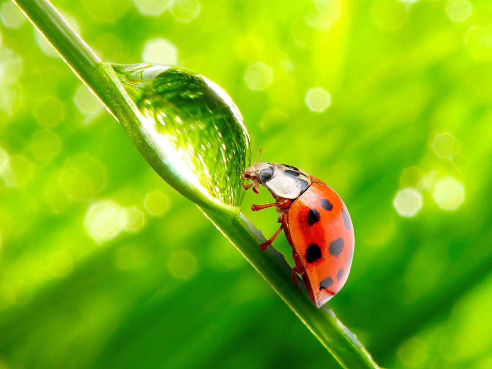 Ladybug and Butterfly Wallpapers - Top Free Ladybug and Butterfly ...