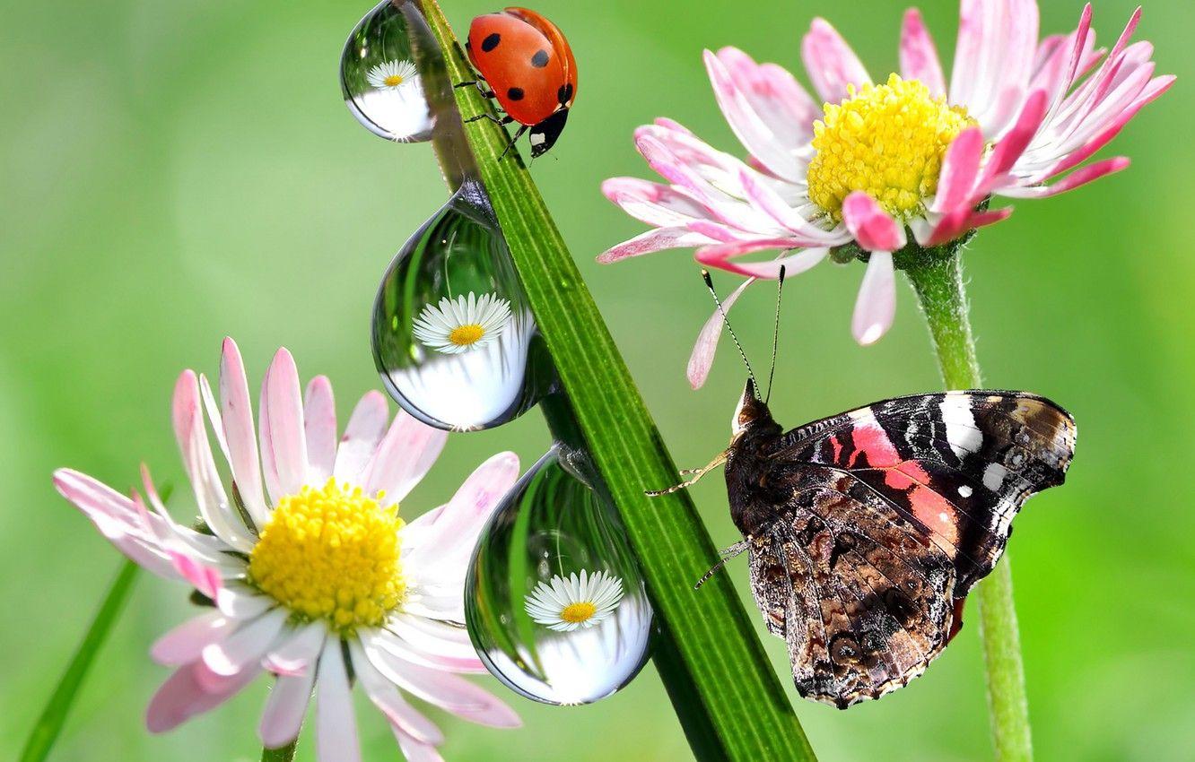 Ladybug and Butterfly Wallpapers - Top Free Ladybug and Butterfly ...