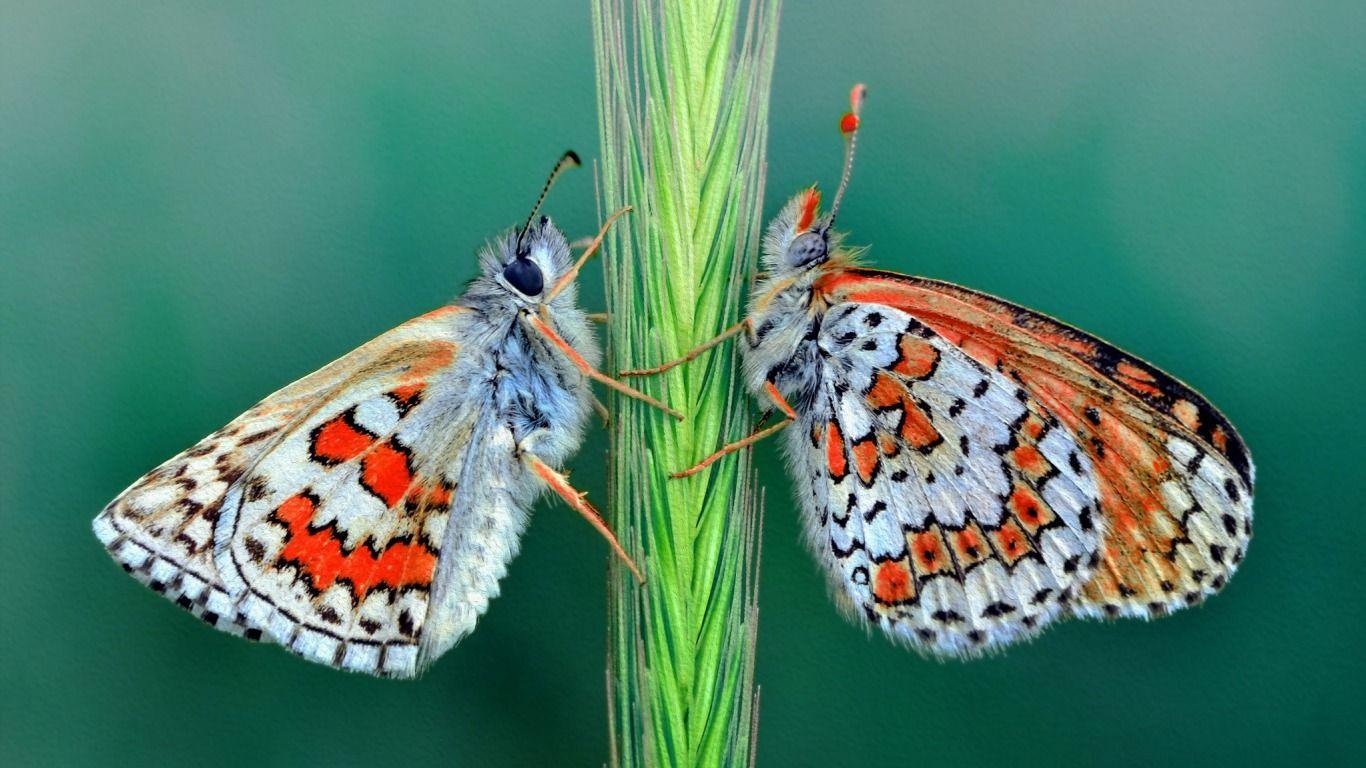 Ladybug and Butterfly Wallpapers - Top Free Ladybug and Butterfly ...