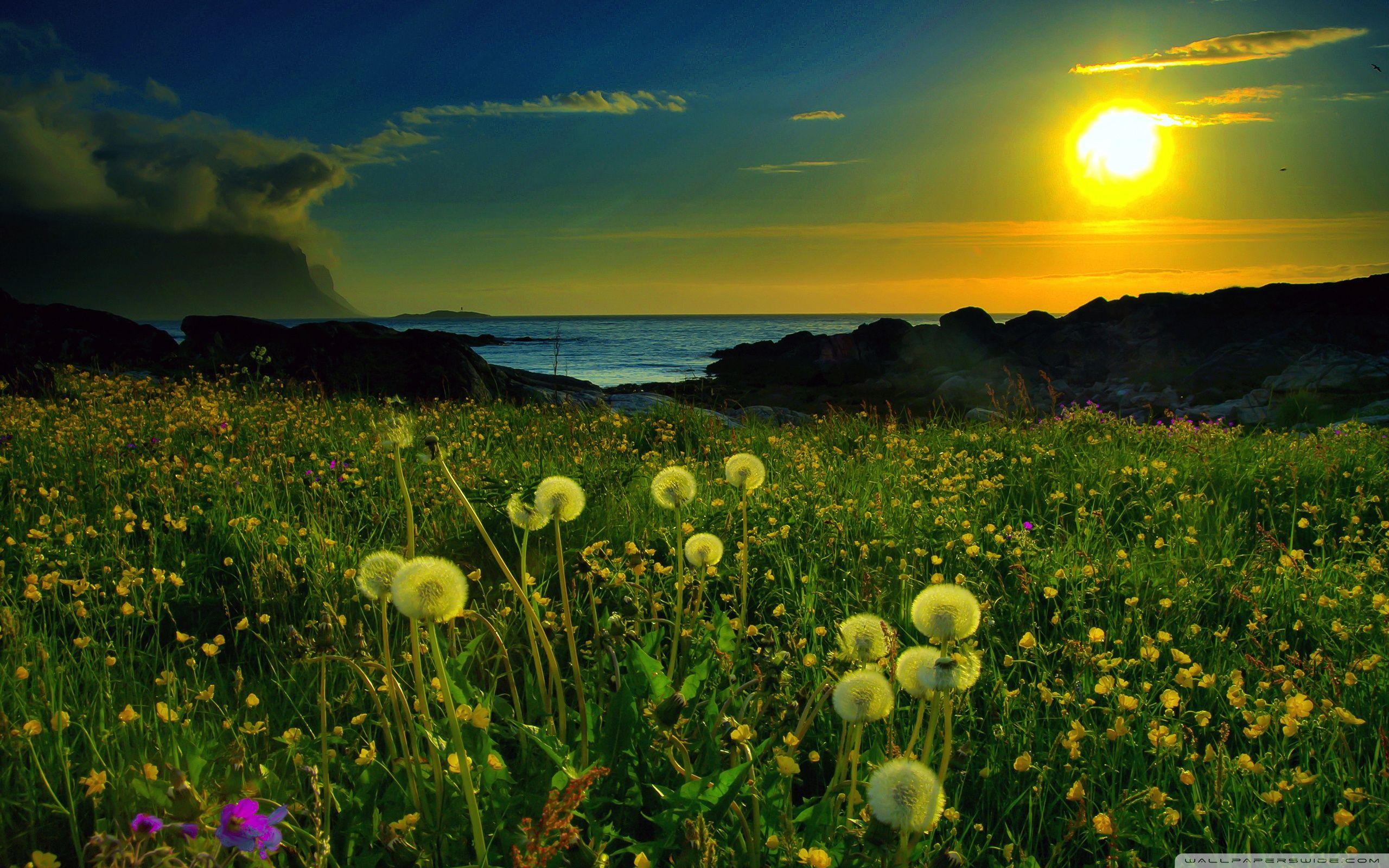 Meadow Wallpapers - Top Free Meadow Backgrounds - WallpaperAccess