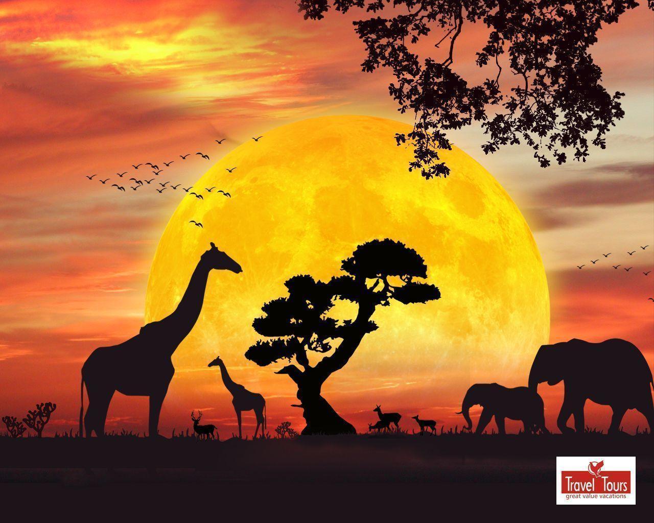 Safari Sunset Wallpapers - Top Free Safari Sunset Backgrounds - WallpaperAccess