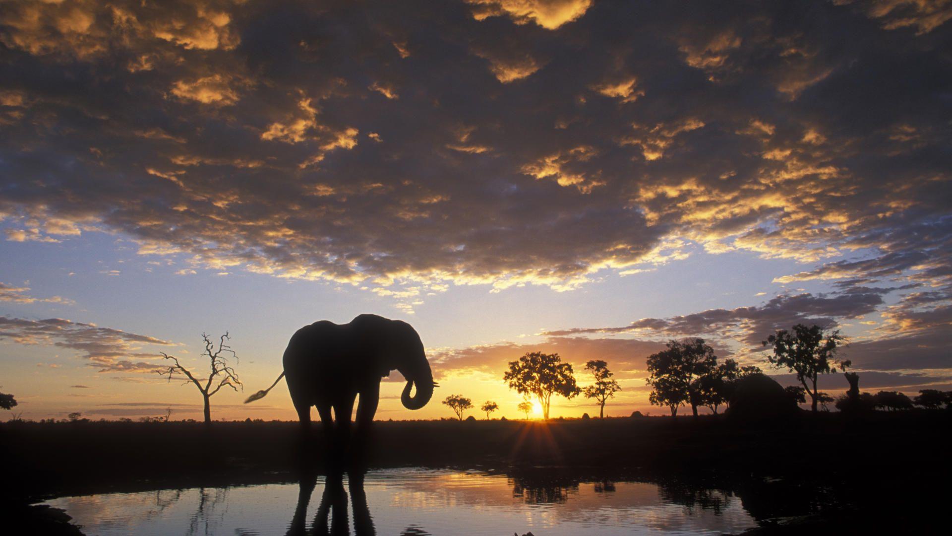 Safari Sunset Wallpapers - Top Free Safari Sunset Backgrounds ...
