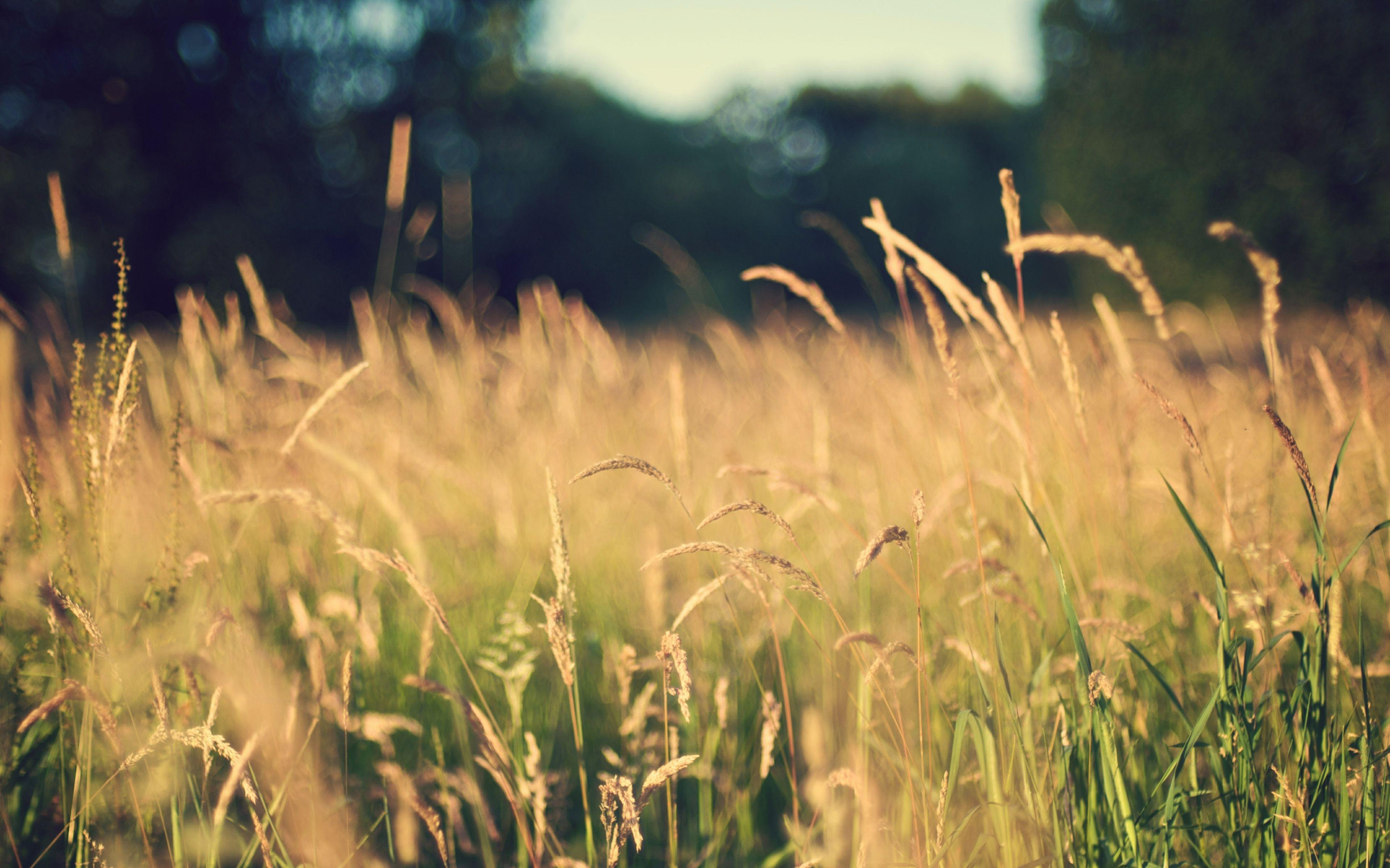 Meadow Wallpapers - Top Free Meadow Backgrounds - WallpaperAccess