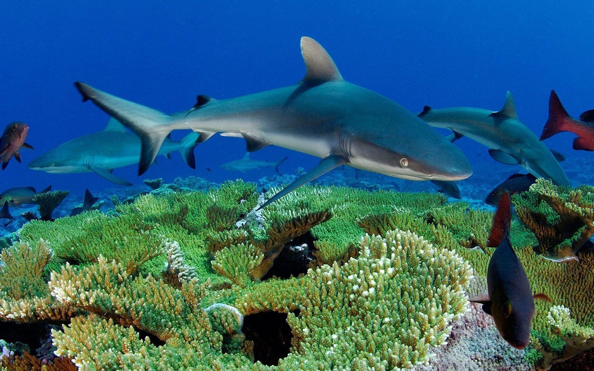Coral Reef Shark Wallpapers - Top Free Coral Reef Shark Backgrounds ...