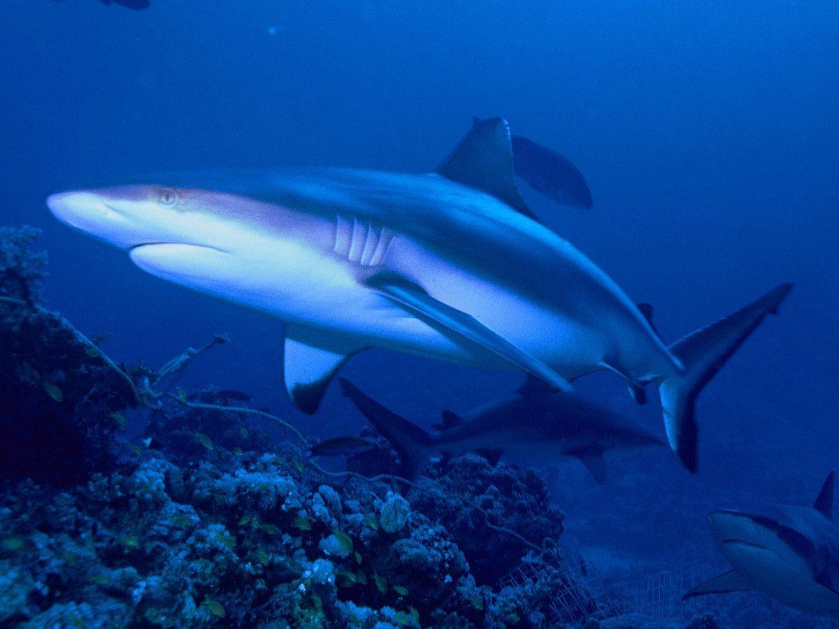 Coral Reef Shark Wallpapers - Top Free Coral Reef Shark Backgrounds ...