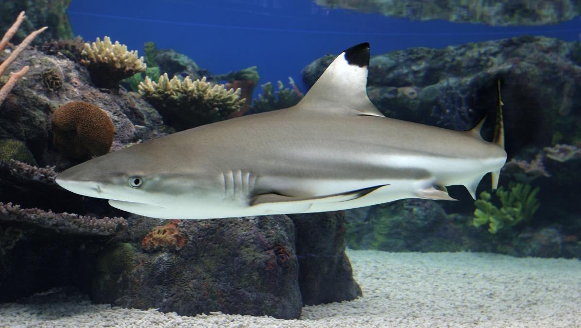 Coral Reef Shark Wallpapers - Top Free Coral Reef Shark Backgrounds ...