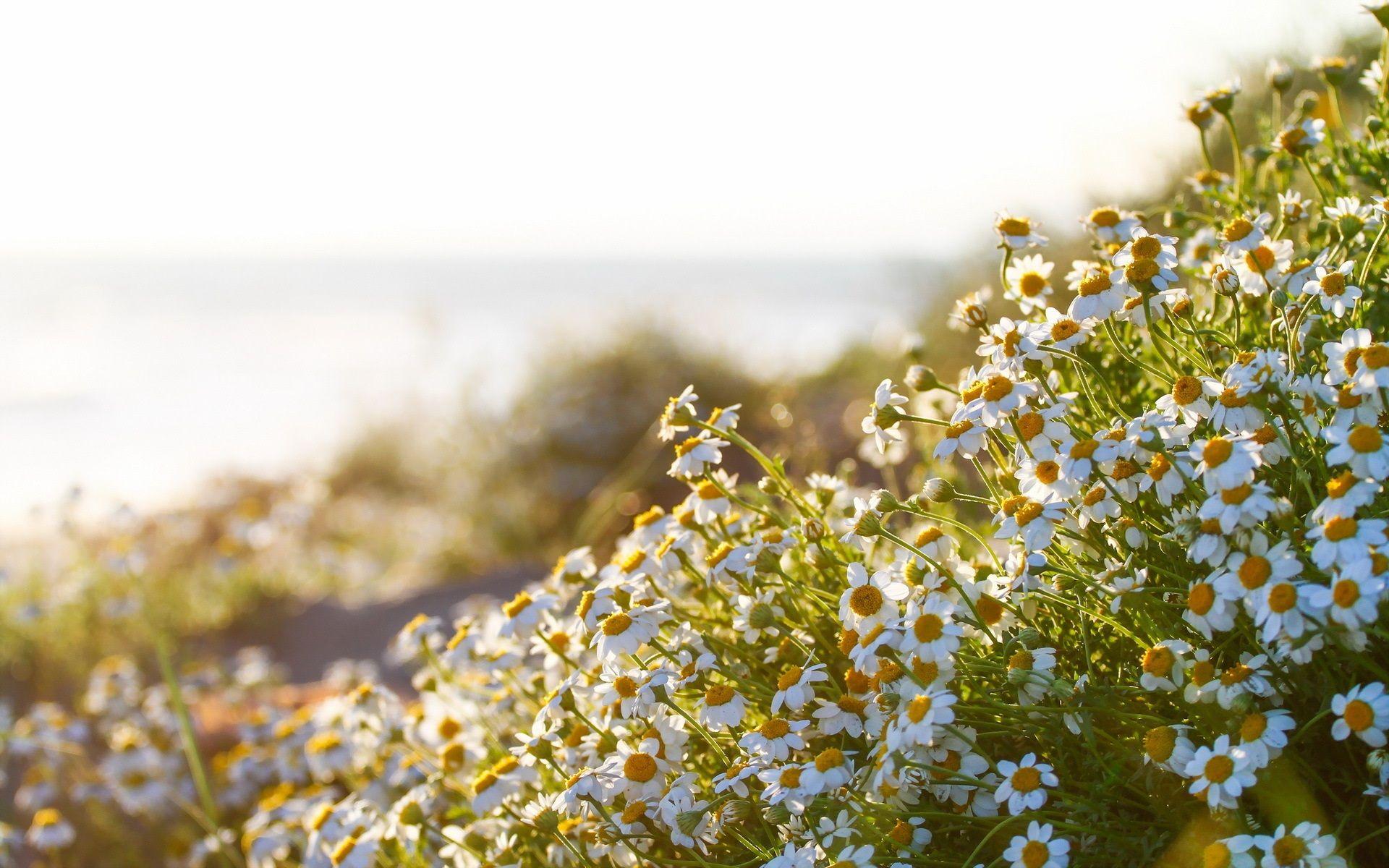 Summer Sunshine Wallpapers - Top Free Summer Sunshine Backgrounds ...