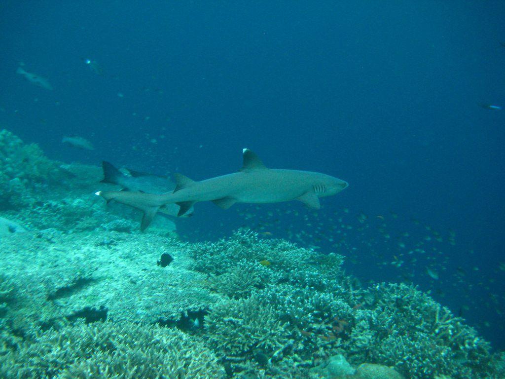 Coral Reef Shark Wallpapers - Top Free Coral Reef Shark Backgrounds ...