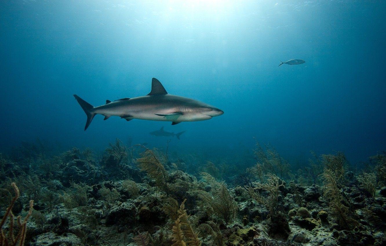 Coral Reef Shark Wallpapers - Top Free Coral Reef Shark Backgrounds ...