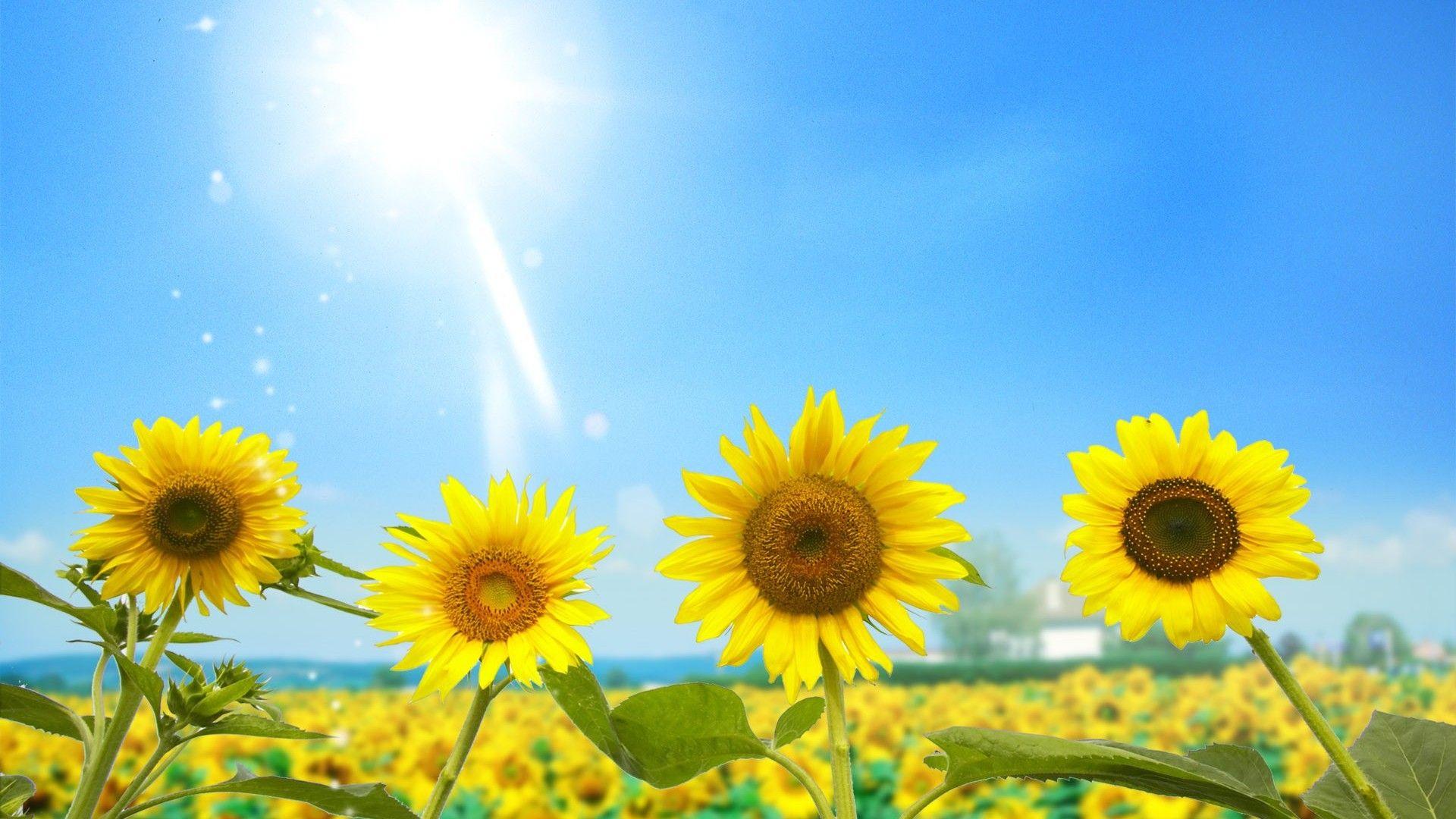 Summer Sunshine Wallpapers - Top Free Summer Sunshine Backgrounds ...