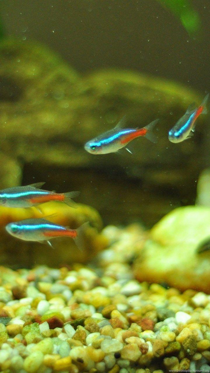 Neon Fish Wallpapers - Top Free Neon Fish Backgrounds - WallpaperAccess