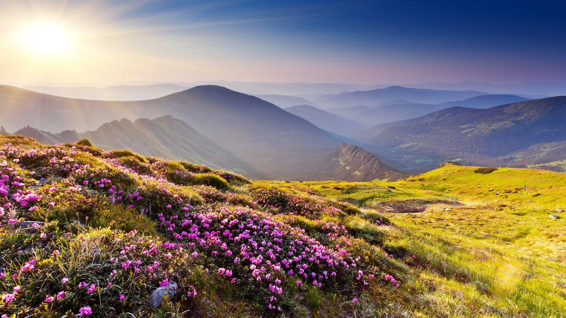Meadow Wallpapers - Top Free Meadow Backgrounds - WallpaperAccess
