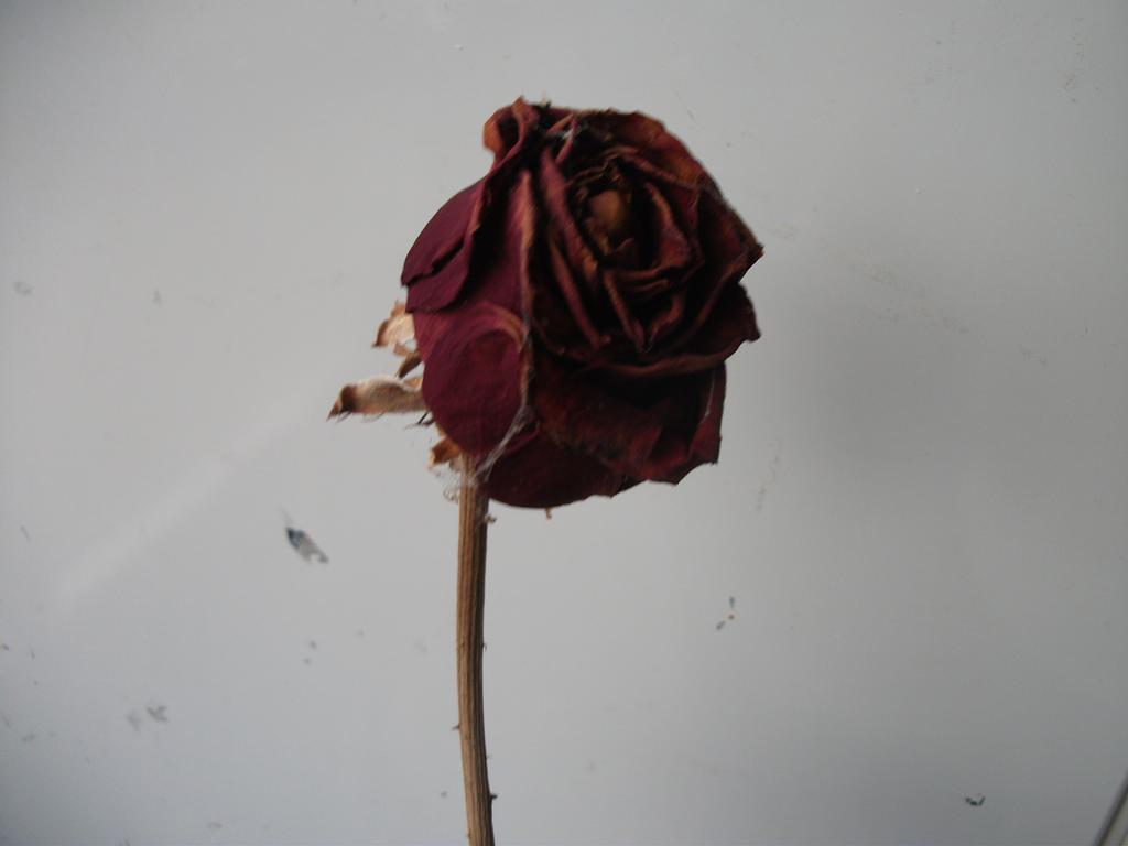 Sad Rose Wallpapers - Top Free Sad Rose Backgrounds - WallpaperAccess
