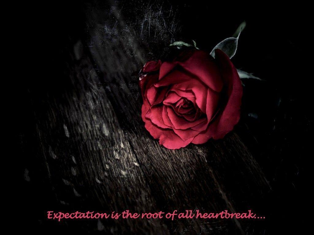 Sad Rose Wallpapers - Top Free Sad Rose Backgrounds - WallpaperAccess