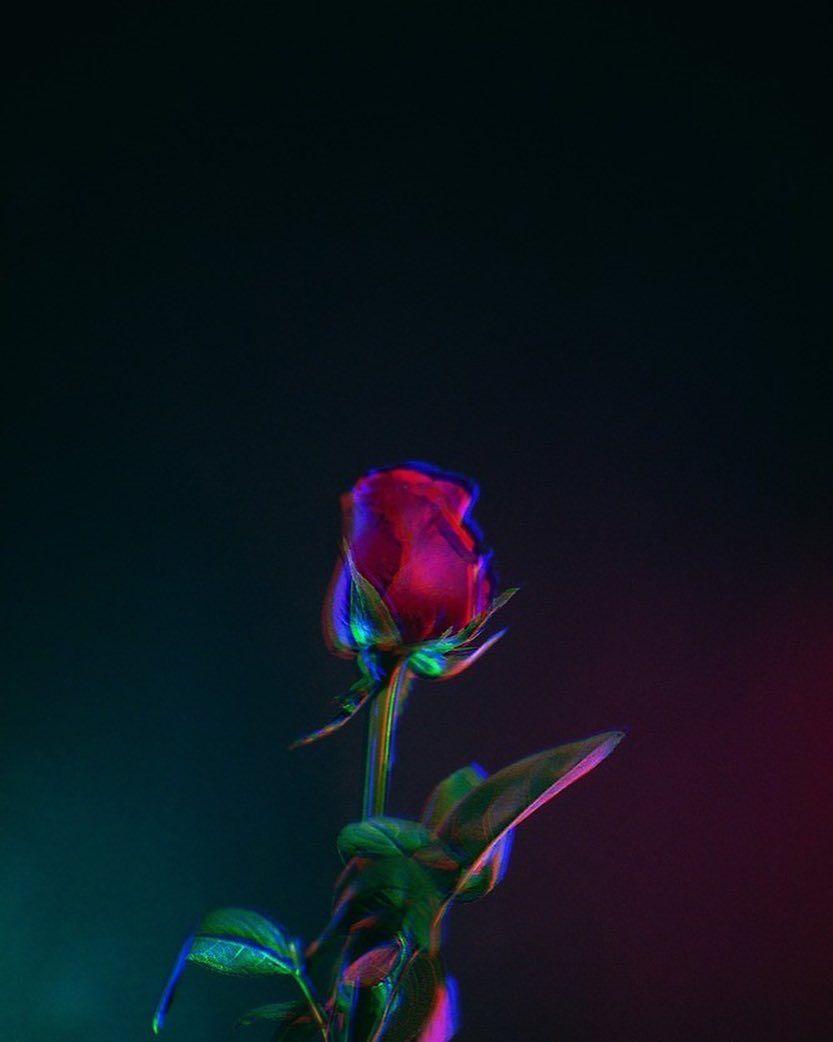 Sad Rose Wallpapers - Top Free Sad Rose Backgrounds - WallpaperAccess