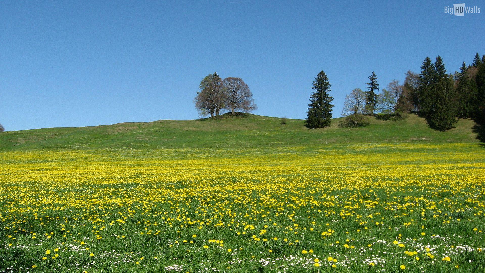Meadow Wallpapers - Top Free Meadow Backgrounds - WallpaperAccess Meadow Wallpapers - Top Free Meadow Backgrounds - WallpaperAccess