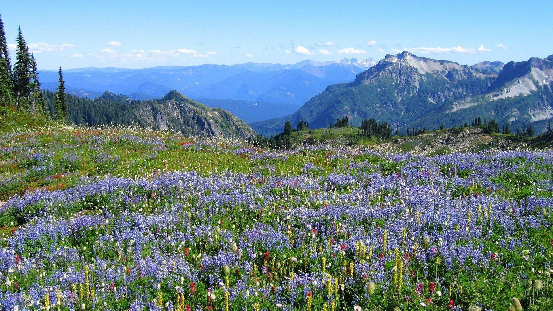 Meadow Wallpapers - Top Free Meadow Backgrounds - WallpaperAccess Meadow Wallpapers - Top Free Meadow Backgrounds - WallpaperAccess