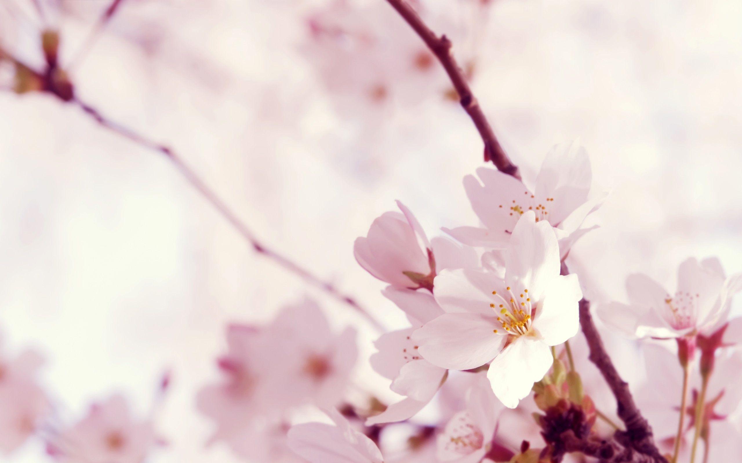 Light Floral Wallpapers - Top Free Light Floral Backgrounds ...