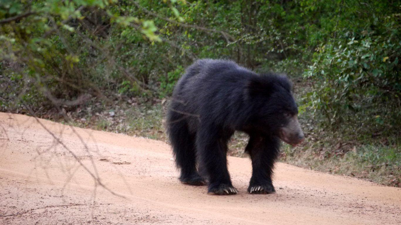 Drunk Bear Wallpapers - Top Free Drunk Bear Backgrounds - WallpaperAccess