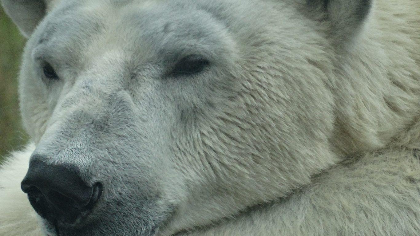 Drunk Bear Wallpapers - Top Free Drunk Bear Backgrounds - WallpaperAccess