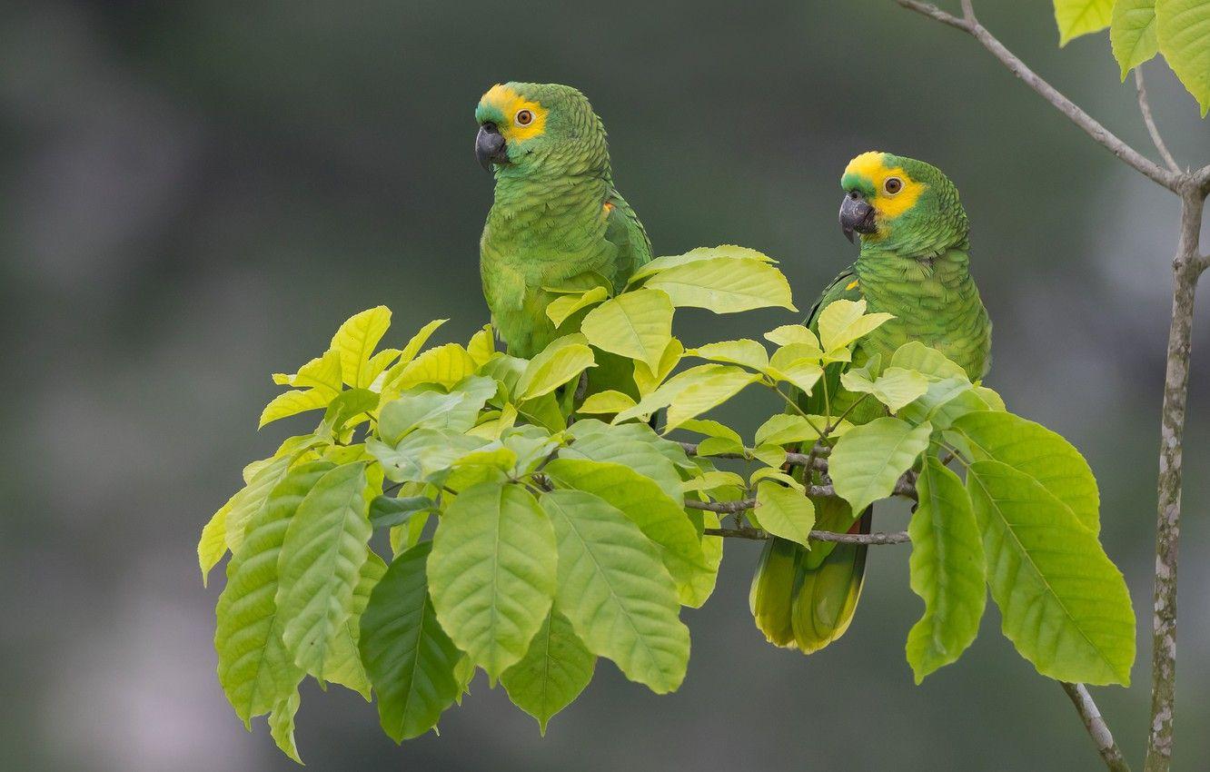 Cute Amazon Parrot Wallpapers - Top Free Cute Amazon Parrot Backgrounds ...