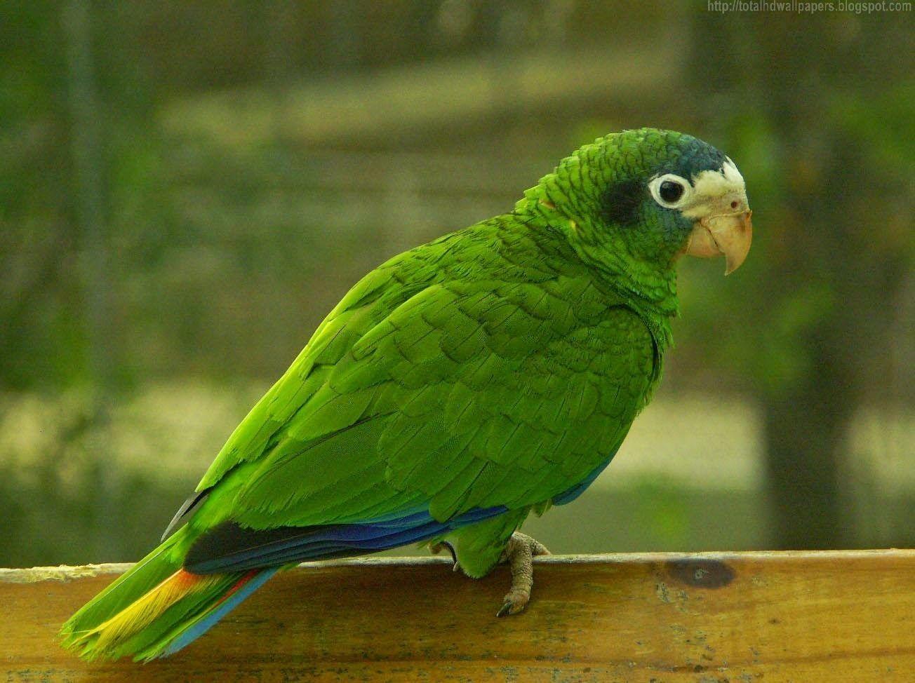 Amazon Birds Wallpaper