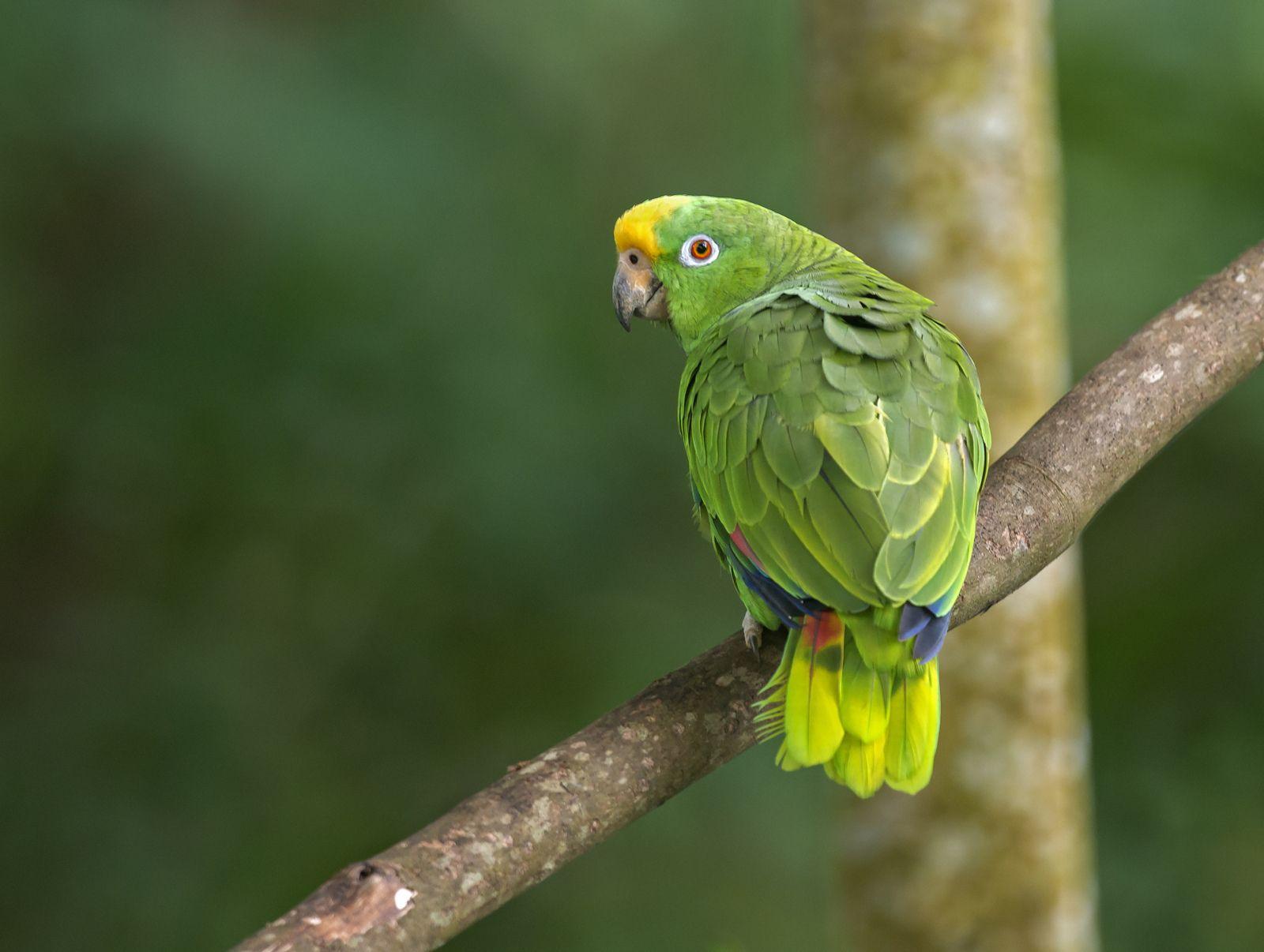 Amazon Parrot Wallpapers - Top Free Amazon Parrot Backgrounds ...