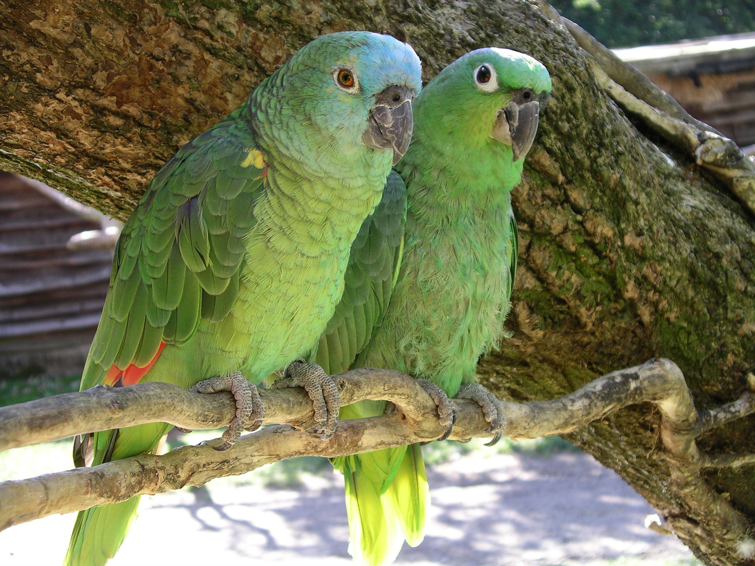 Amazon Parrot Wallpapers - Top Free Amazon Parrot Backgrounds ...