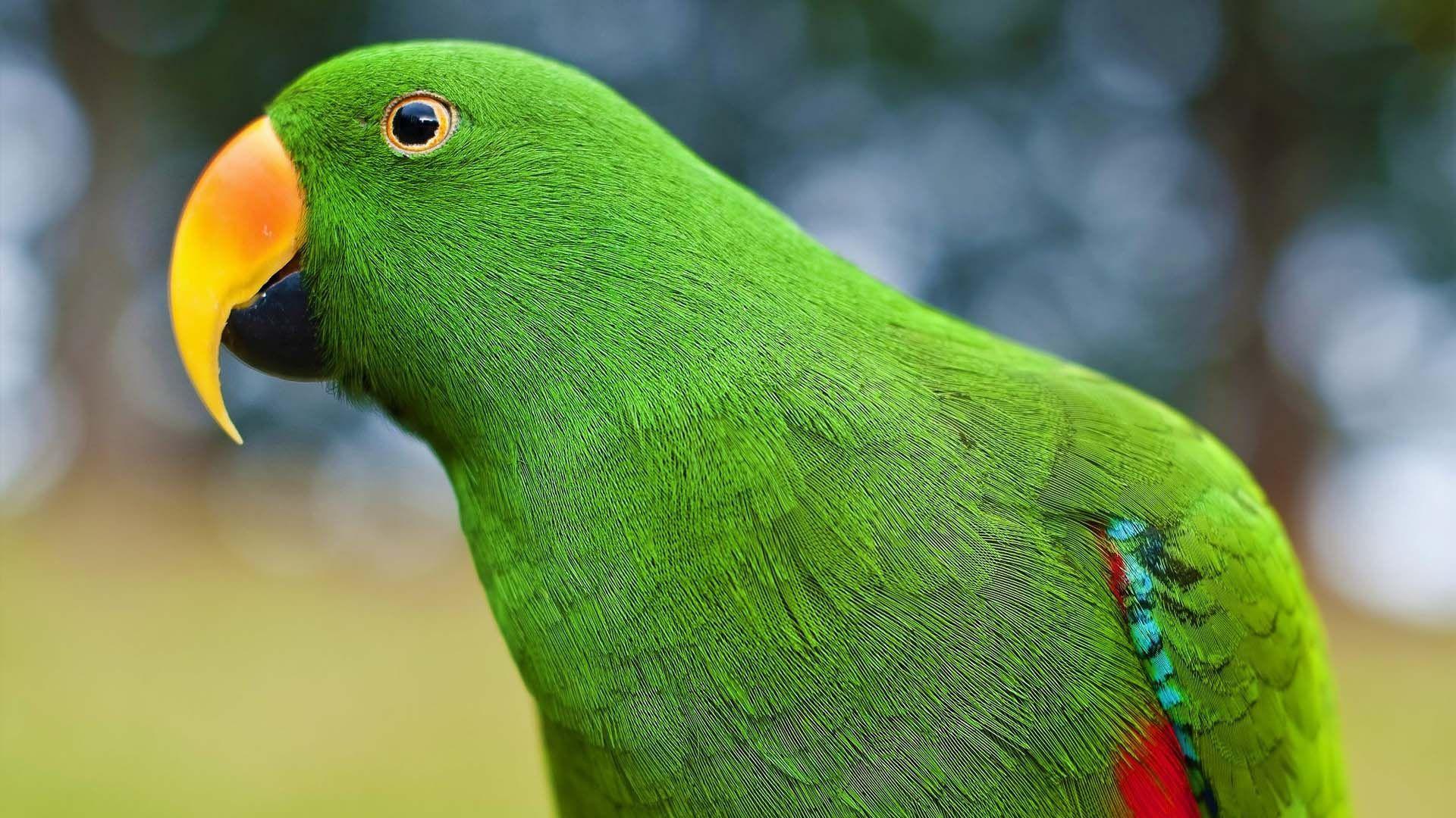 Amazon Parrot Wallpapers - Top Free Amazon Parrot Backgrounds ...