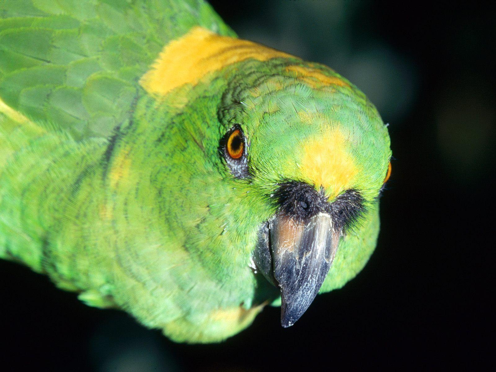 Amazon Parrot Wallpapers - Top Free Amazon Parrot Backgrounds ...