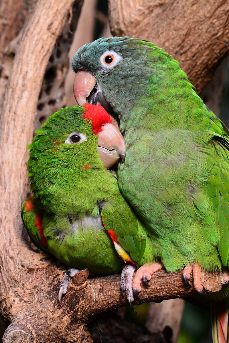 Amazon Parrot Wallpapers - Top Free Amazon Parrot Backgrounds ...