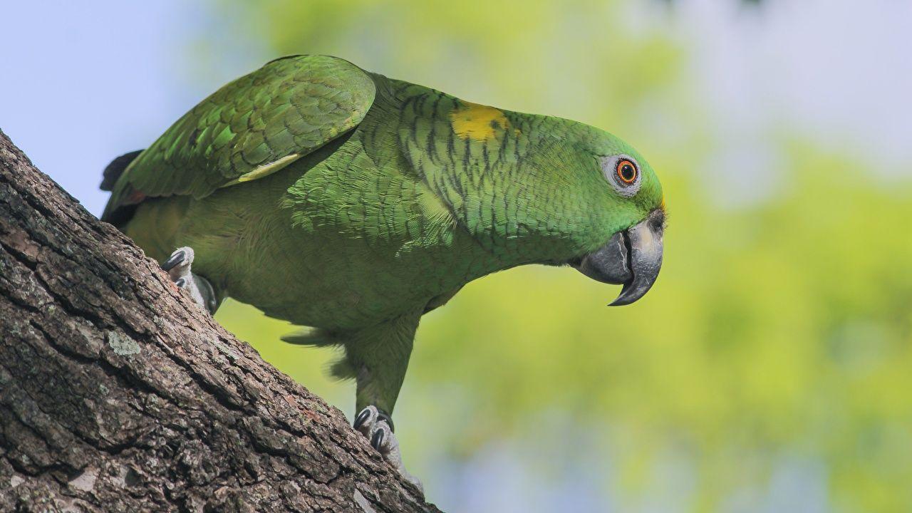 Amazon Parrot Wallpapers - Top Free Amazon Parrot Backgrounds ...