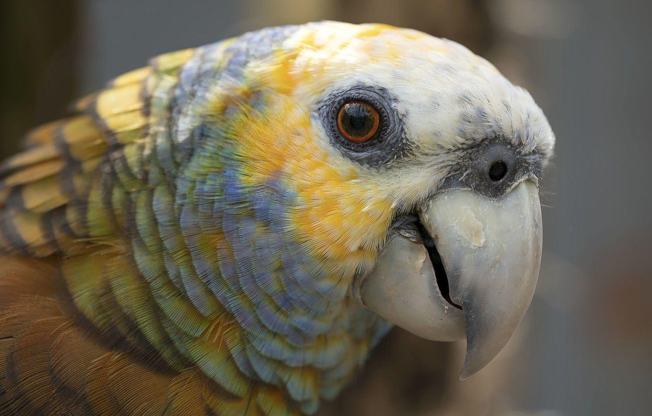 Amazon Parrot Wallpapers - Top Free Amazon Parrot Backgrounds ...