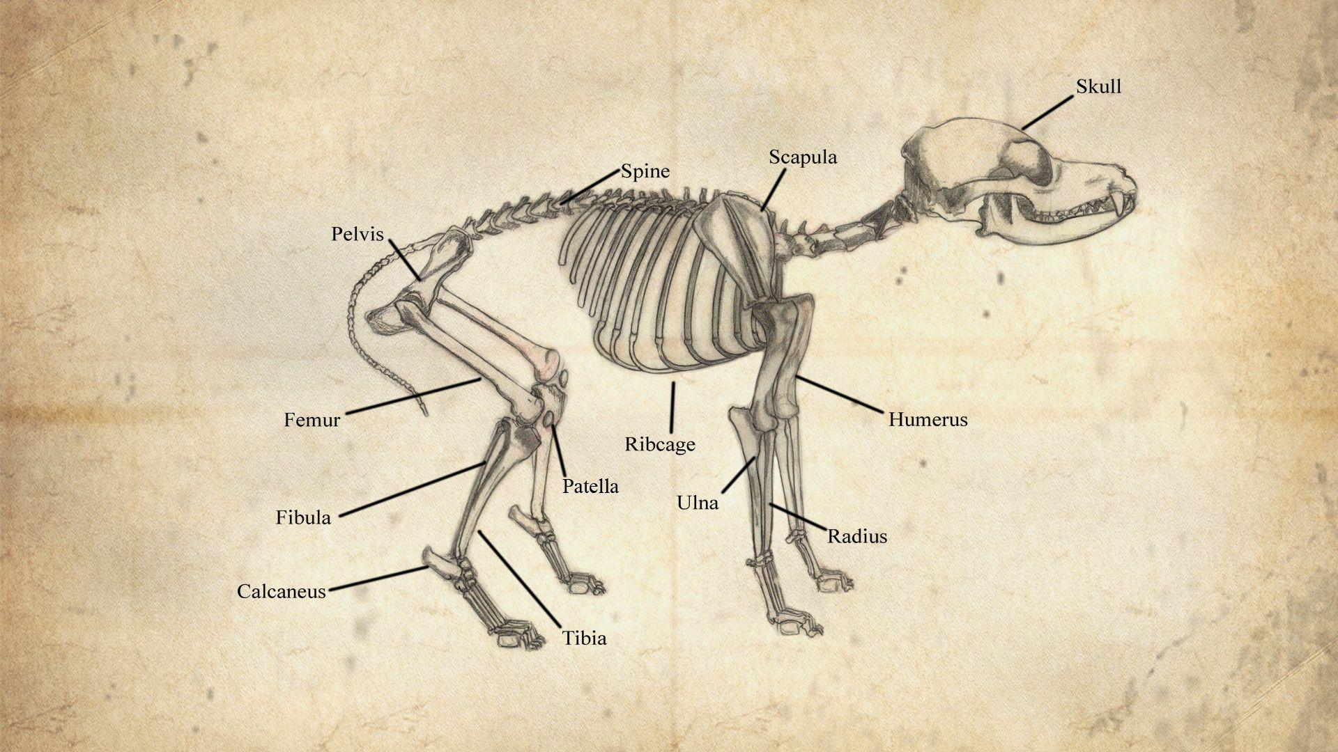 Animal Anatomy Wallpapers - Top Free Animal Anatomy Backgrounds ...