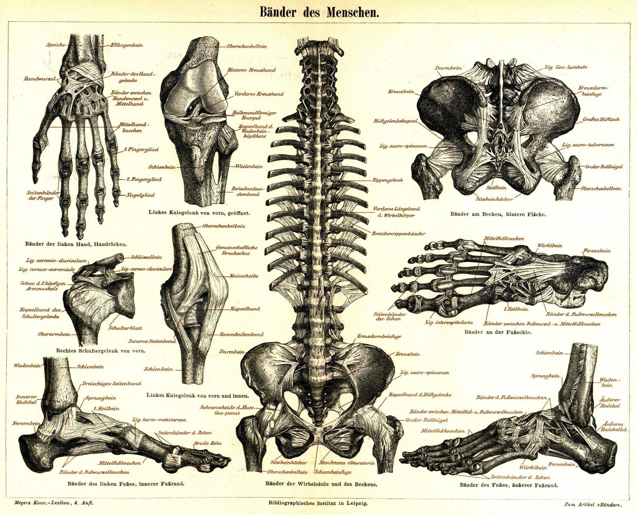 Veterinary Medicine Wallpapers - Top Free Veterinary Medicine ...