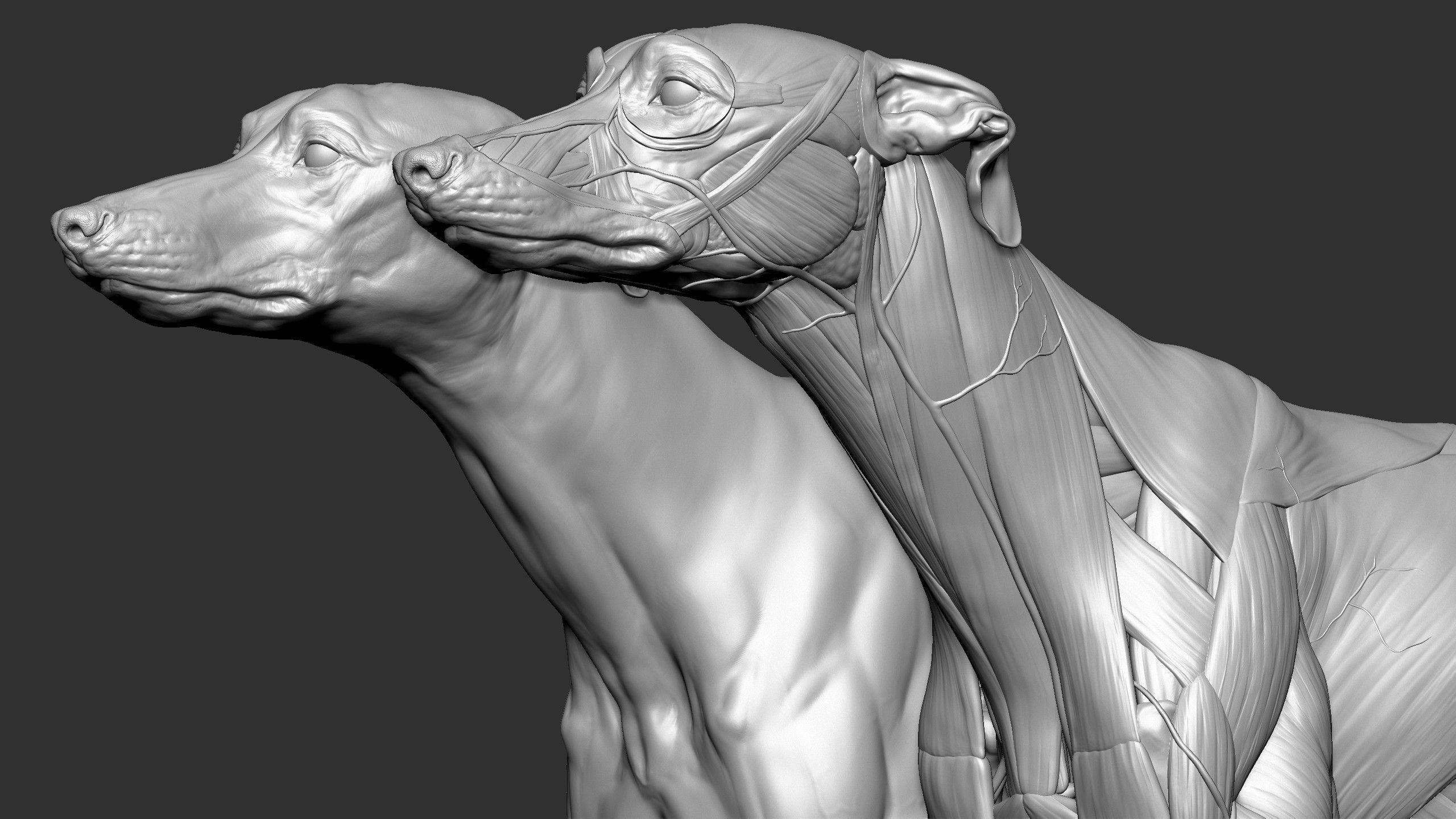 Dog Anatomy Wallpapers - Top Free Dog Anatomy Backgrounds - WallpaperAccess