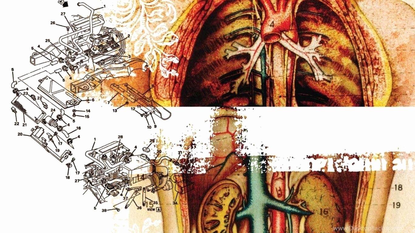 Medical Anatomy Wallpapers - Top Free Medical Anatomy Backgrounds ...