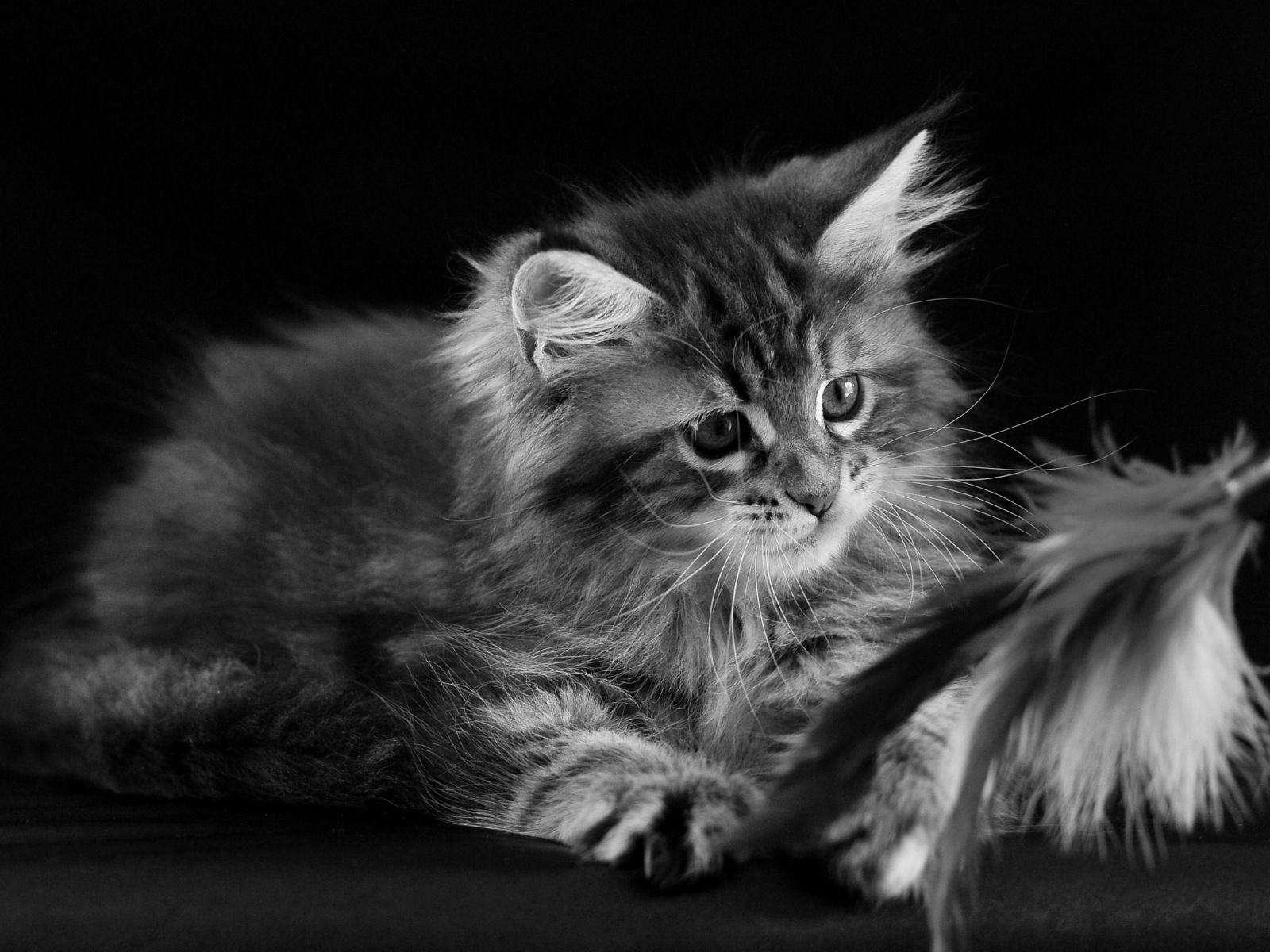 Coon Hunting Wallpapers - Top Free Coon Hunting Backgrounds ...