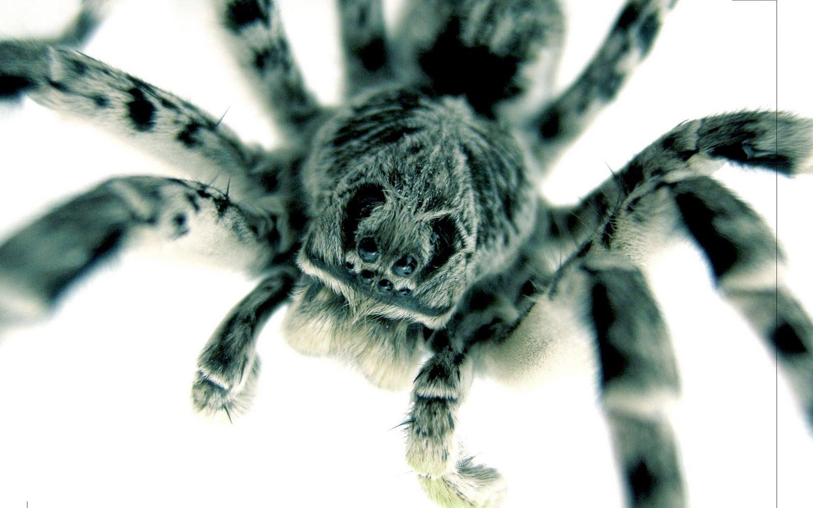 Giant Spider Wallpapers - Top Free Giant Spider Backgrounds ...